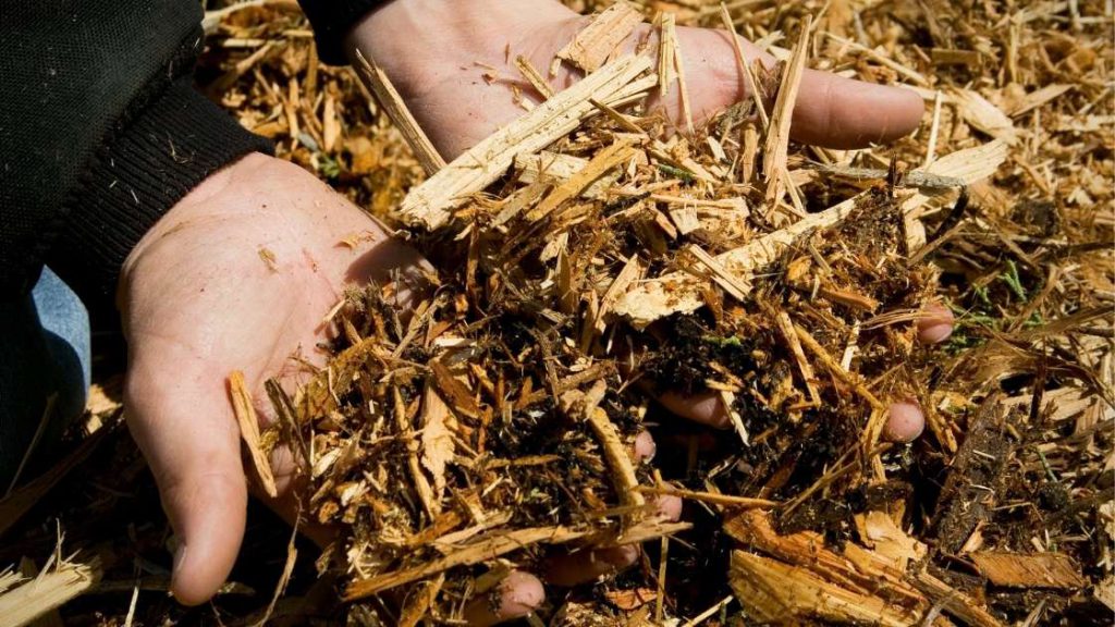 Pastoral farming :- What is Pastoral farming?