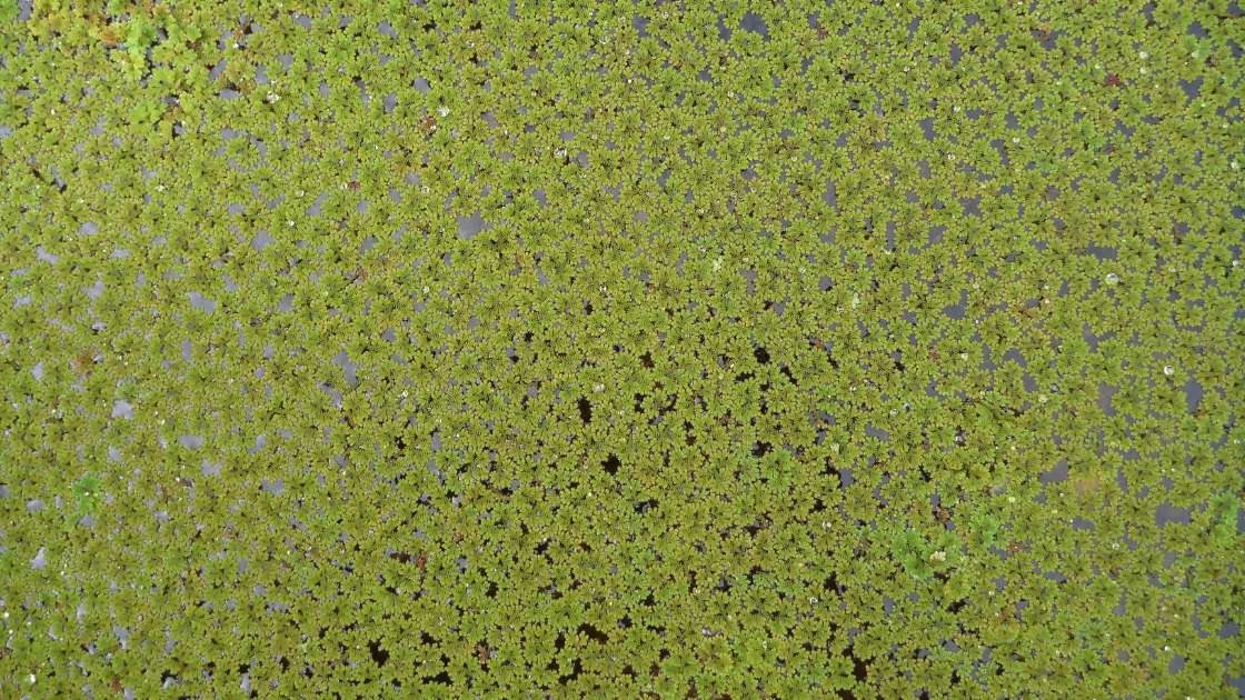 livestock :- Why azolla is an ideal organic feed for livestock