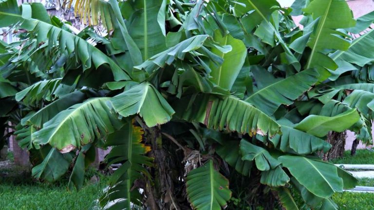 bunchy top disease :- What is bunchy top disease of banana?