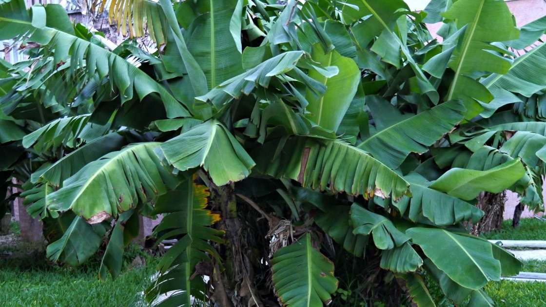 bunchy top disease :- What is bunchy top disease of banana?