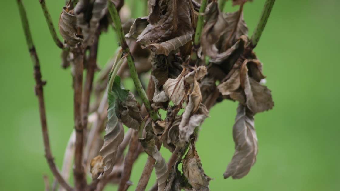 plants :- What is necrosis in plants?
