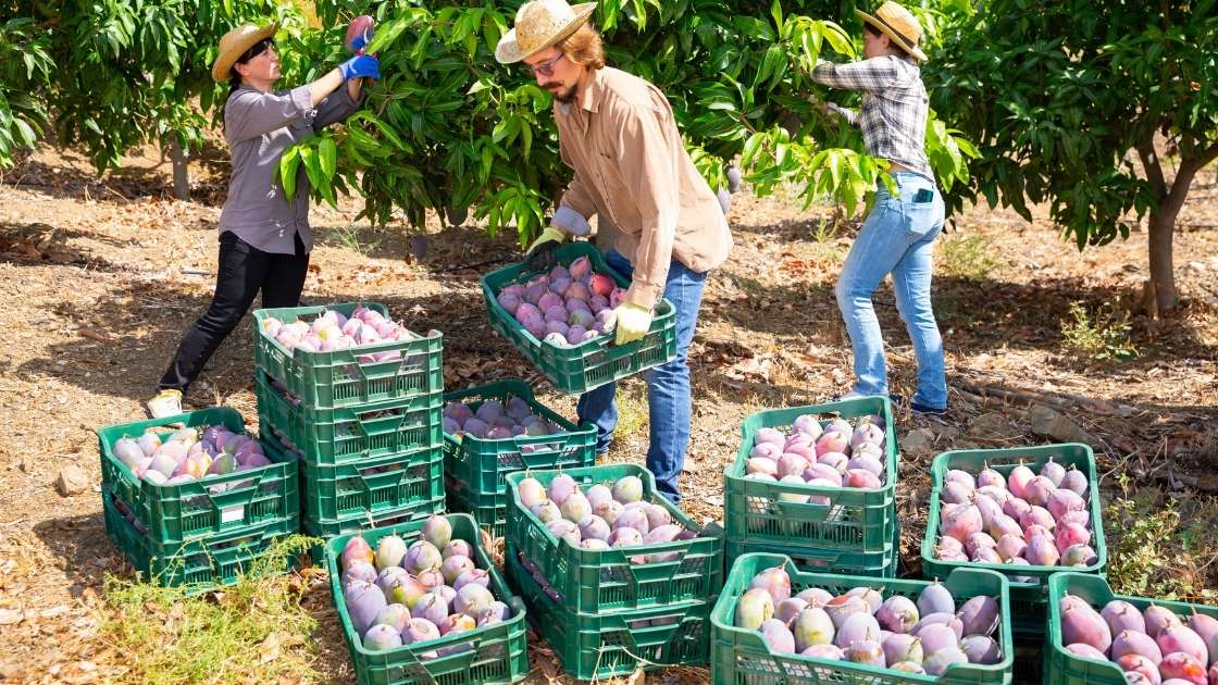 mangoes-how-post-harvest-management-is-done-in-mangoes