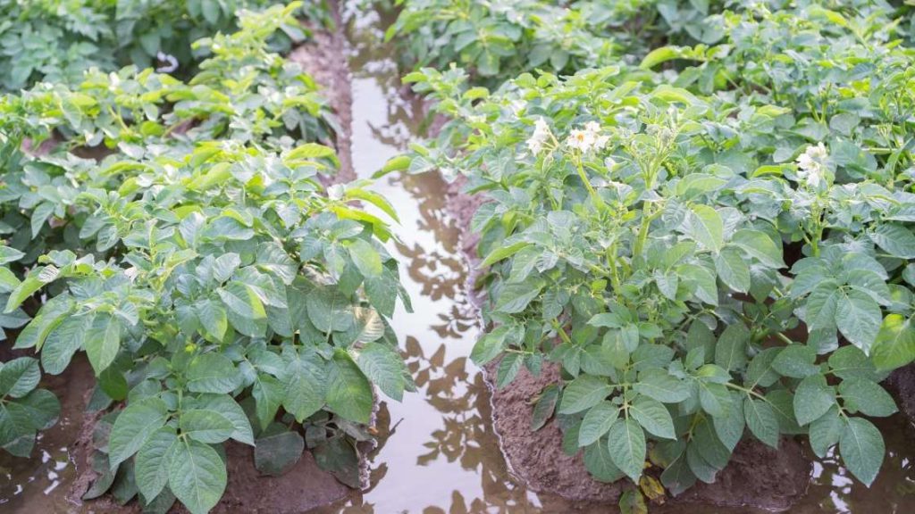furrow irrigation :- What are the advantages of furrow irrigation
