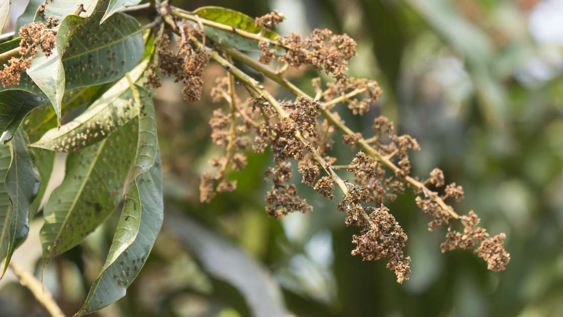 mango malformation :- the symptoms of mango malformation?