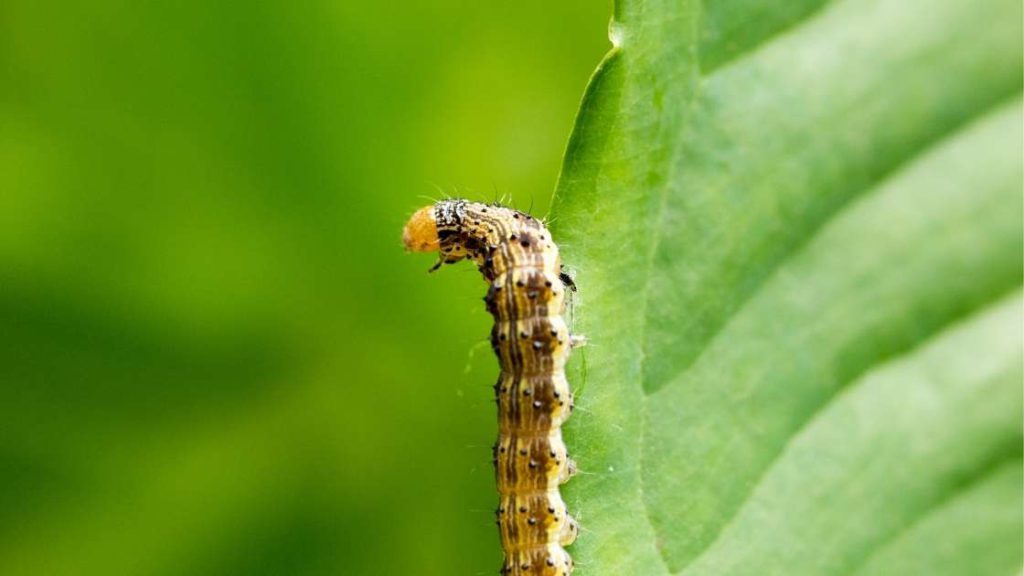pink bollworm :- How pink bollworm causes damage in cotton