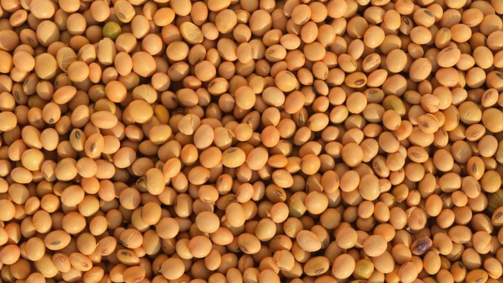 soyabean :- How seed treatment is done in soyabean