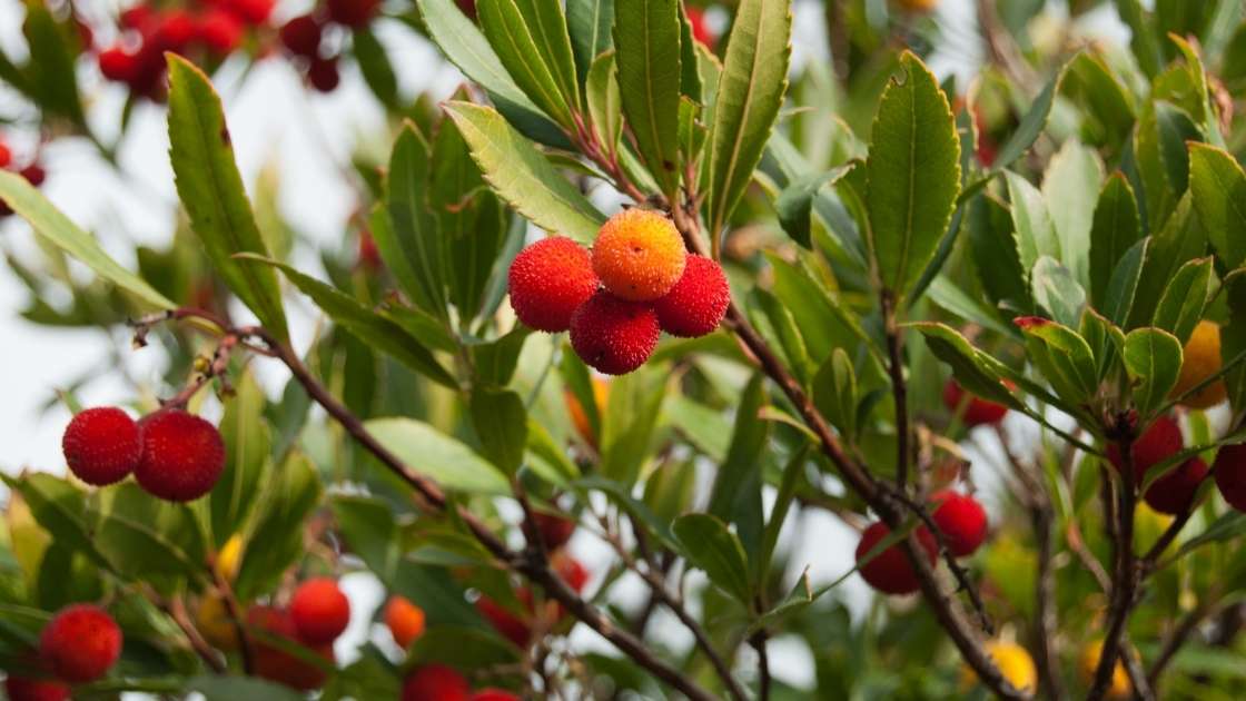 physiological :- What is physiological maturity in horticulture