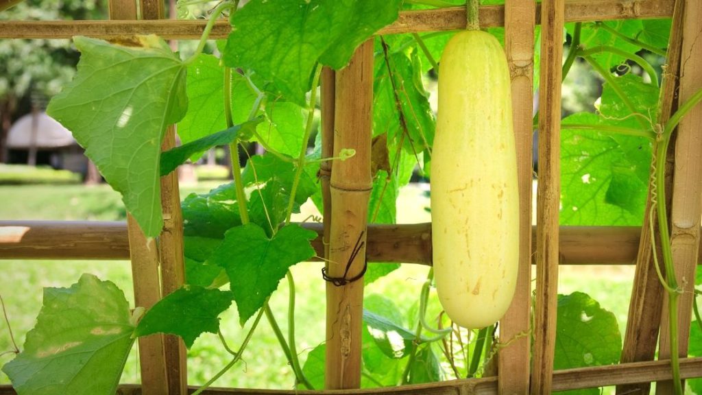 cucurbits :- Why pandol system is used for growing cucurbits