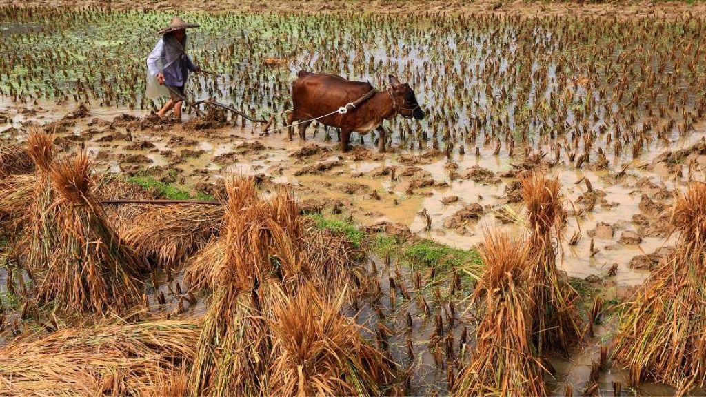 Conventional farming system Archives - Agrisay