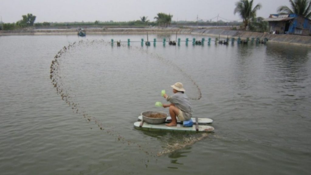 feed :- What feed is given to the farmed shrimp?
