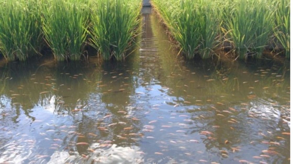 paddy :- the advantages of paddy fish integrated farming system?