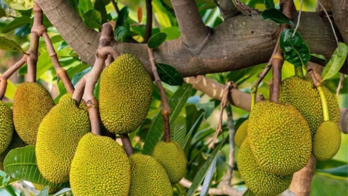 soil :- Is it possible to grow jackfruit in black soil?