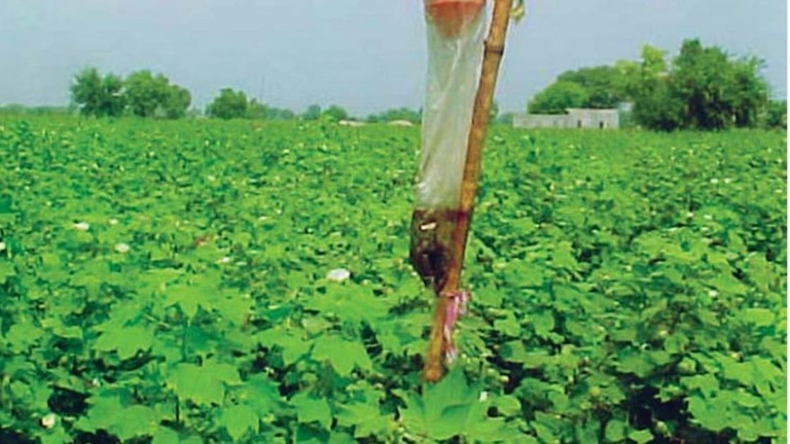 Pastoral farming :- What is Pastoral farming?