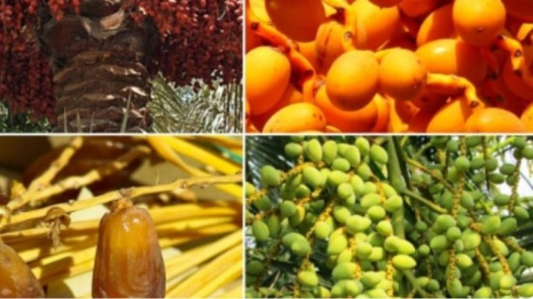 ripening :- What are the different stages of date fruit ripening?