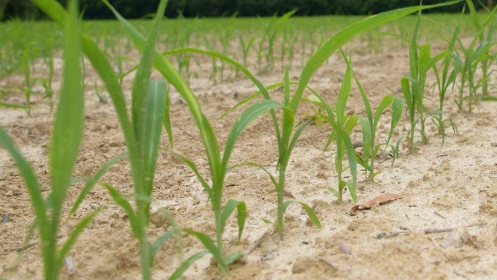 thinning :- What is thinning in agriculture