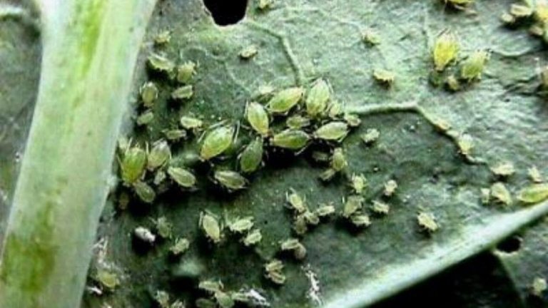 aphids :- How aphids are controlled in groundnut?