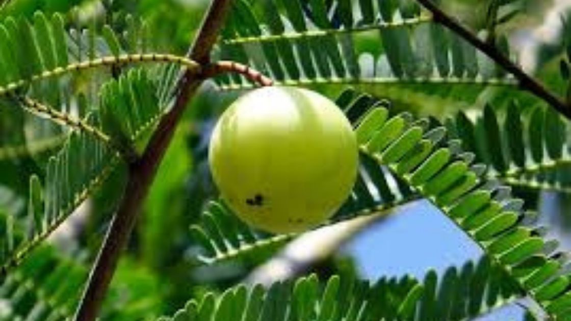 Aonla :- What is the climatic requirement of Aonla plantation?