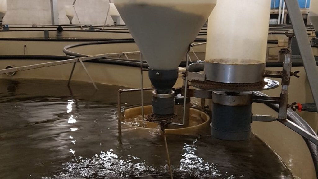 Mechanical filters are useful in RAS fish farming?