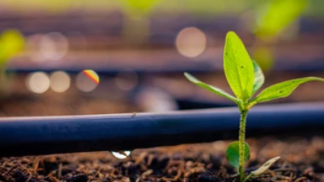 Pastoral farming :- What is Pastoral farming?