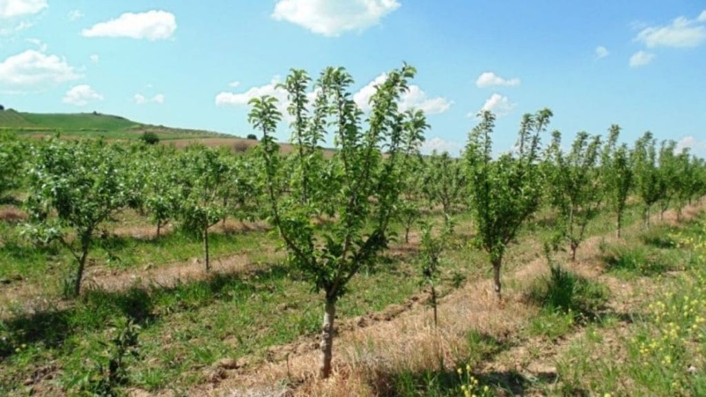 Pastoral farming :- What is Pastoral farming?