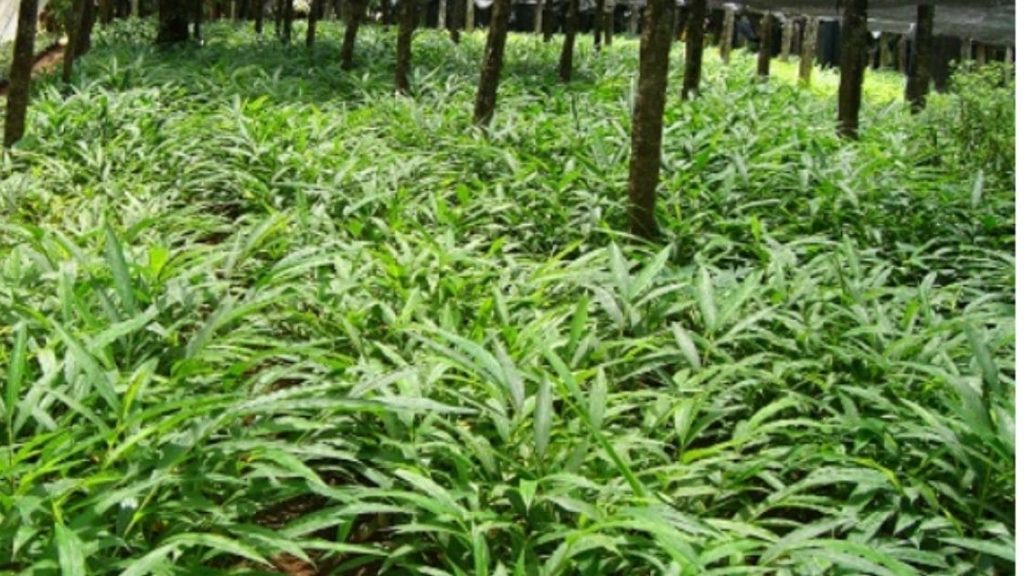 Dhaincha as Green Manure
