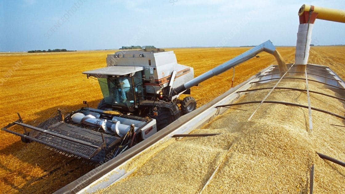 oats :- When and how oats harvesting is done?
