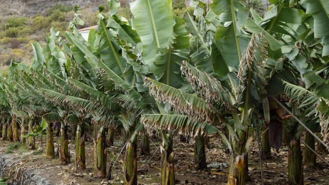 leaves :- Why removing leaves in banana is useful?