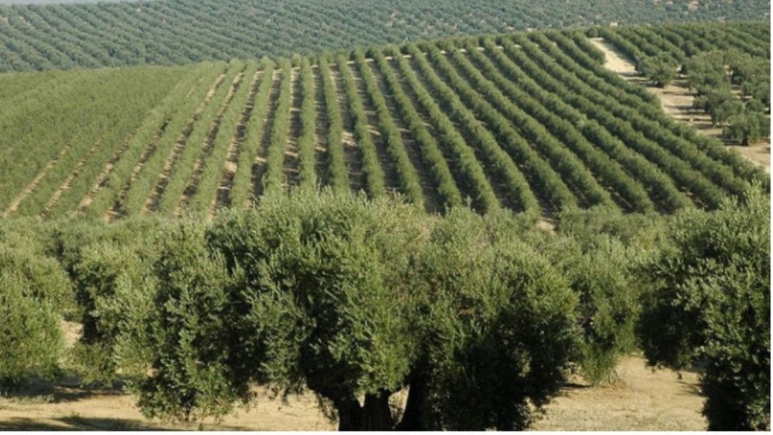 olive trees :- How many olive trees can be planted per acre?