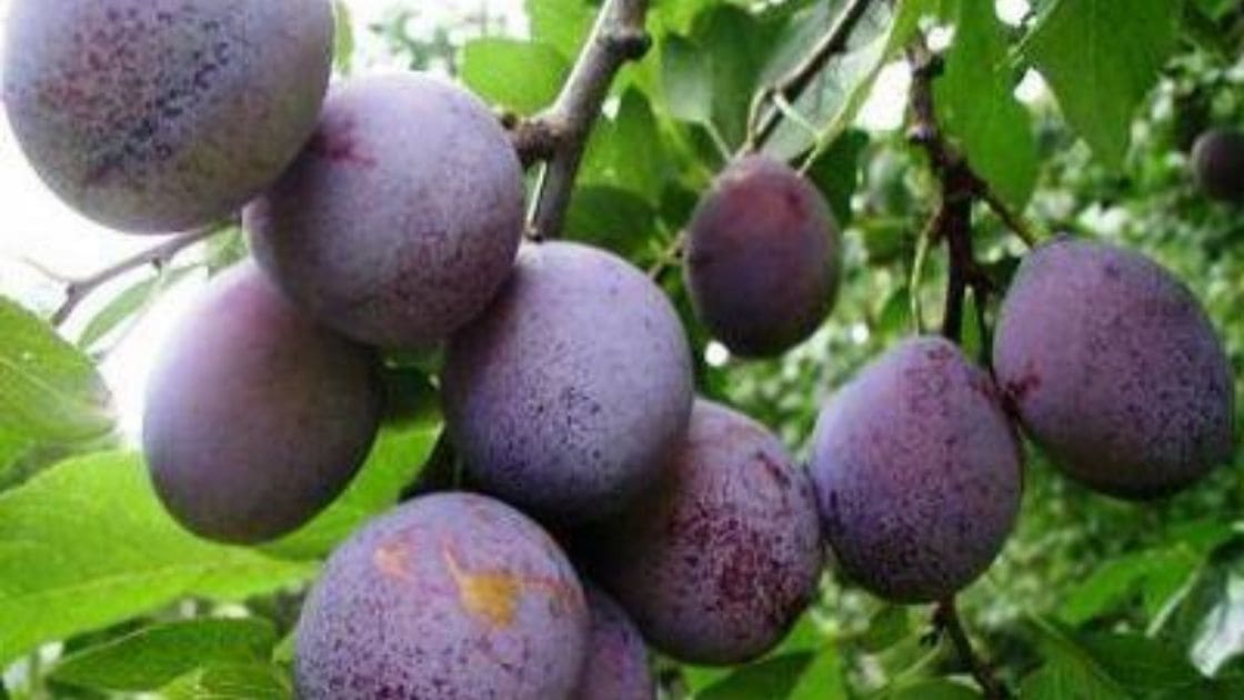 Satluj Purple :- is Satluj Purple and it belongs to which cultivar?