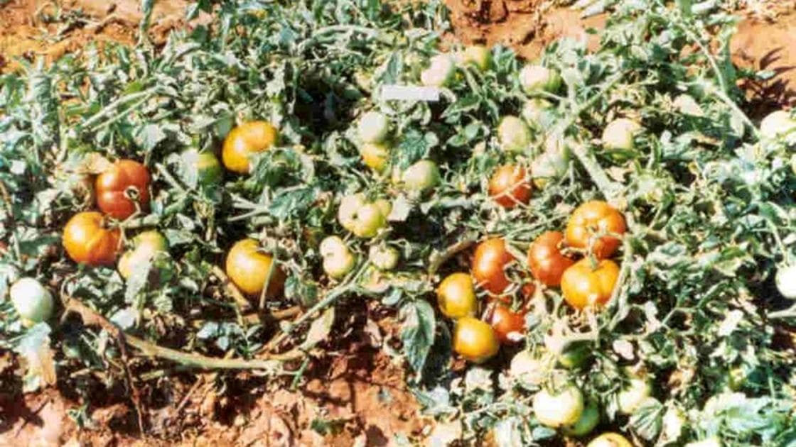 Arka Meghali :- is Arka Meghali and it belongs to which cultivar?
