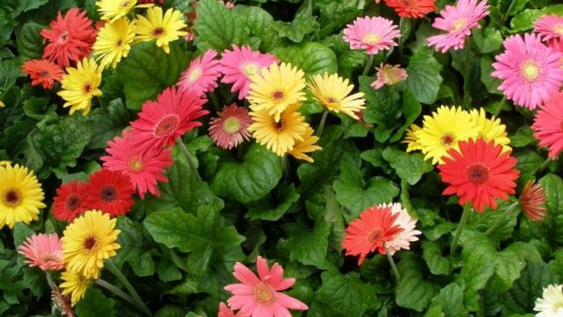 Gerbera :- season Planting is done for Gerbera Flower Farming?