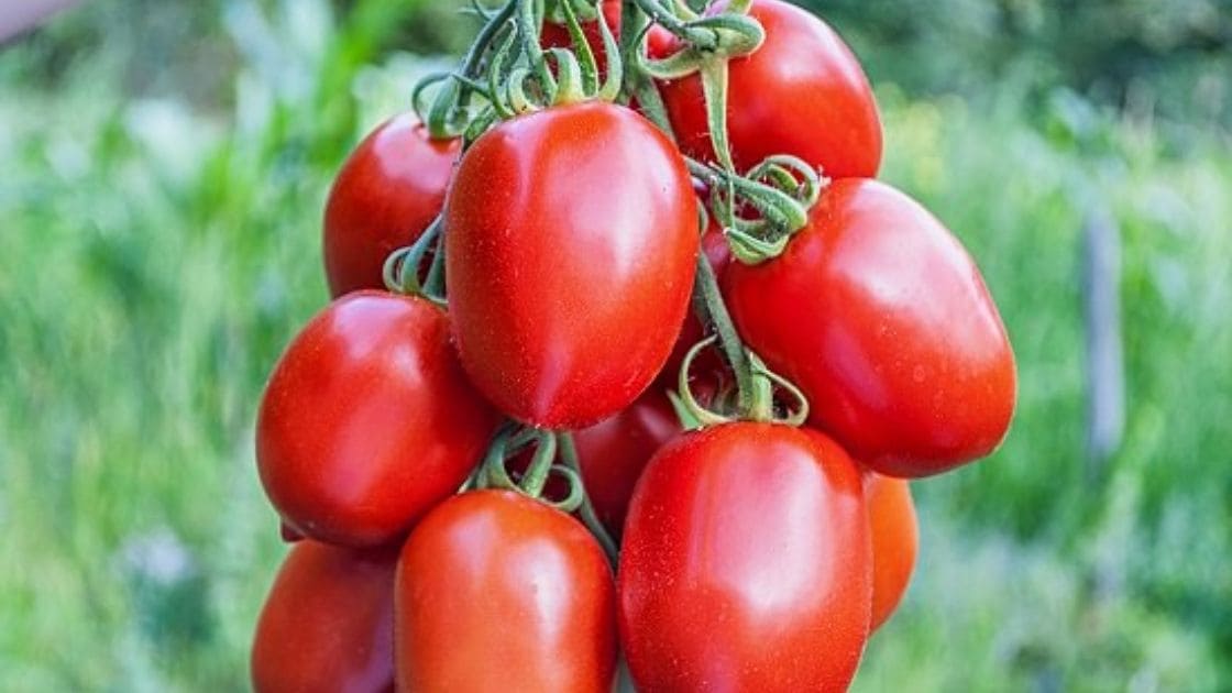 Arka Ahuti :- What is Arka Ahuti and it belongs to which cultivar?