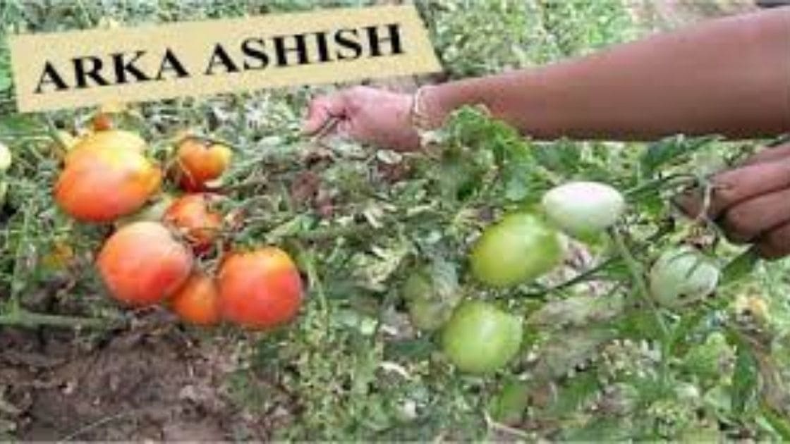Arka Ashish :- What is Arka Ashish and it belongs to which cultivar?