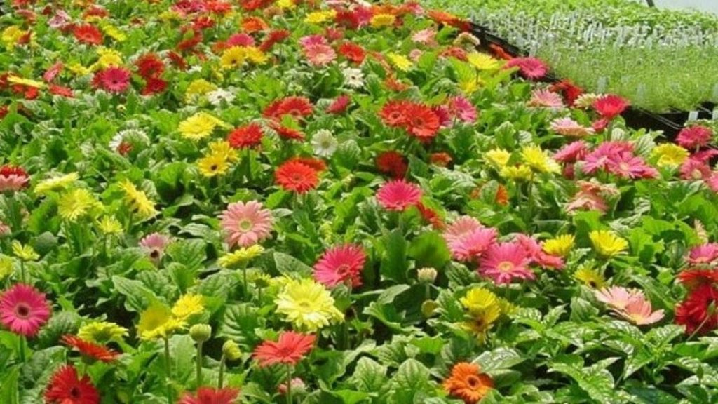 Planting :- How Planting is done in Gerbera Farming?