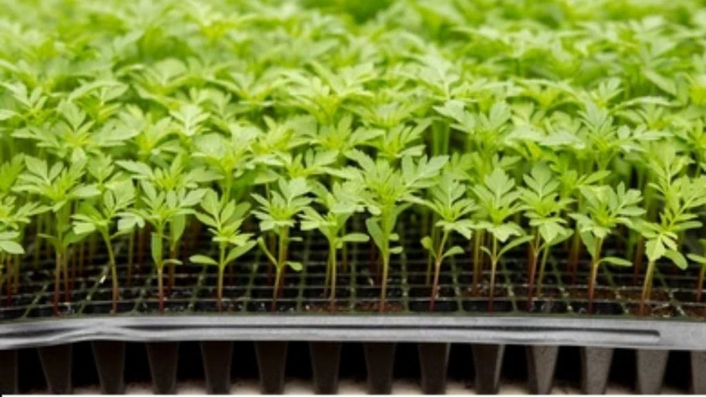 Sowing :- Transplantation is done in Marigold Farming?