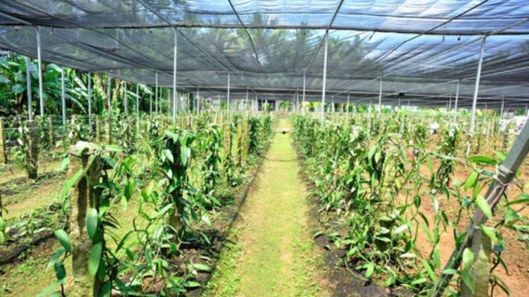 Pastoral farming :- What is Pastoral farming?