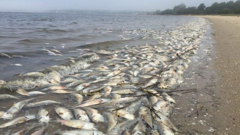 eutrophication :- How does fish farming cause eutrophication?