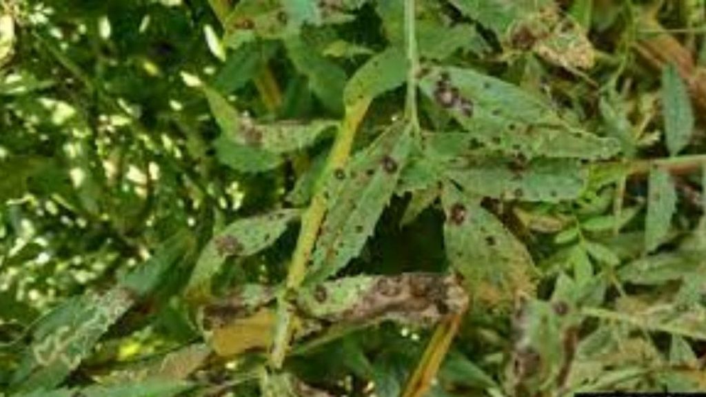 disease :- leaf spot and blight disease cause damage in marigold?