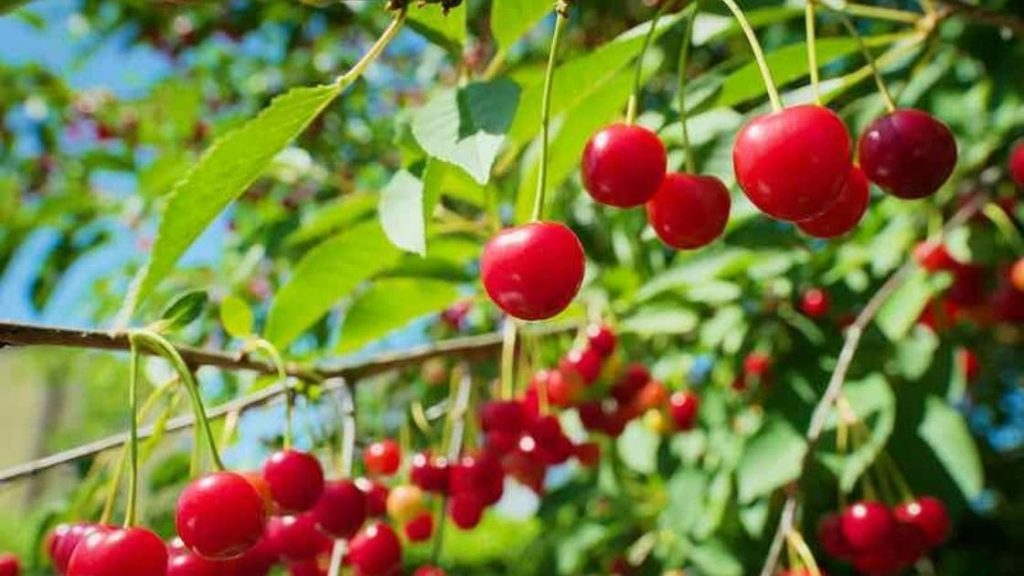 Meteor cherry :- What is Meteor cherry tree?