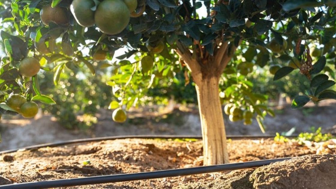 How watering is done in orange cultivation? - Agrisay