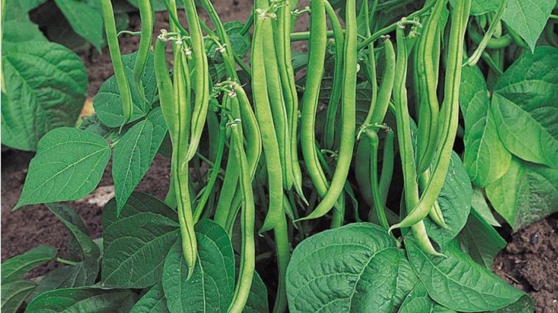 Arka Anoop :- What is Arka Anoop and it belongs to which cultivar?