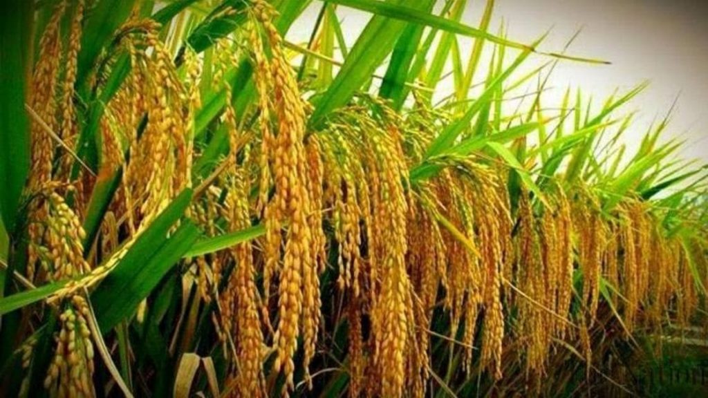 Pastoral farming :- What is Pastoral farming?