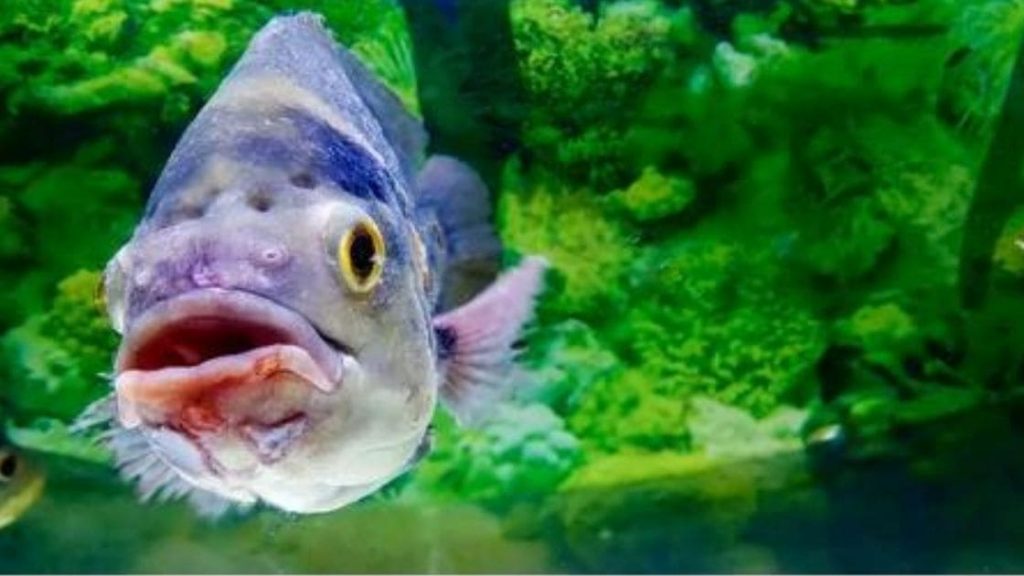 Which Food Is Consumed By Omnivores Types Of Fish Agrisay which-food-is-consumed-by-omnivores-types-of-fish-agrisay