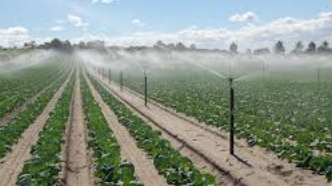 Sesame Farming :- the irrigation requirement for Sesame Farming?