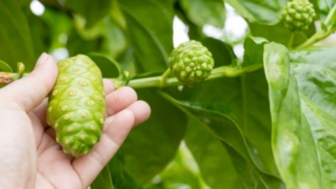 pruning :- How pruning is done in Noni fruit?