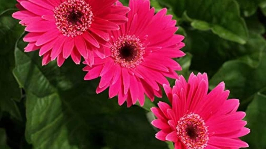 High Yielding purple and pink coloured Hybrid Varieties of Gerbera?