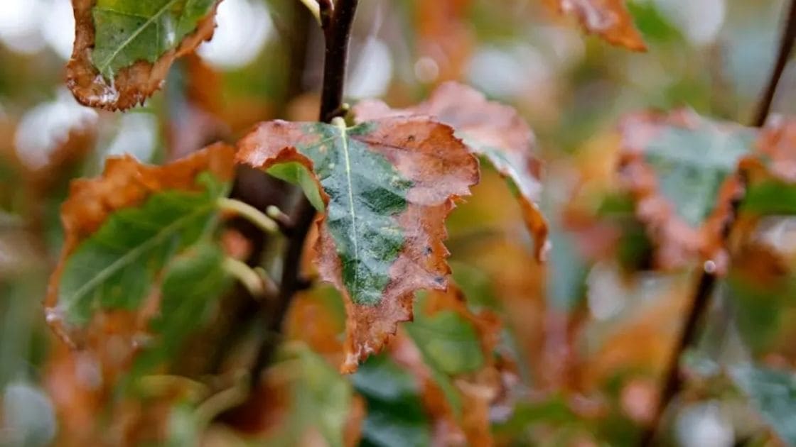 desiccation injury :- What is desiccation injury?