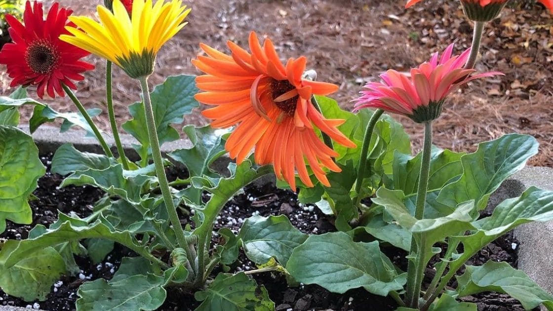 Soil :- Which Soil is suitable for Gerbera Flower Farming?