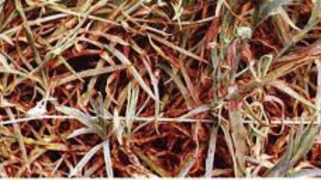Phytophthora blight disease causes damage in carnation?