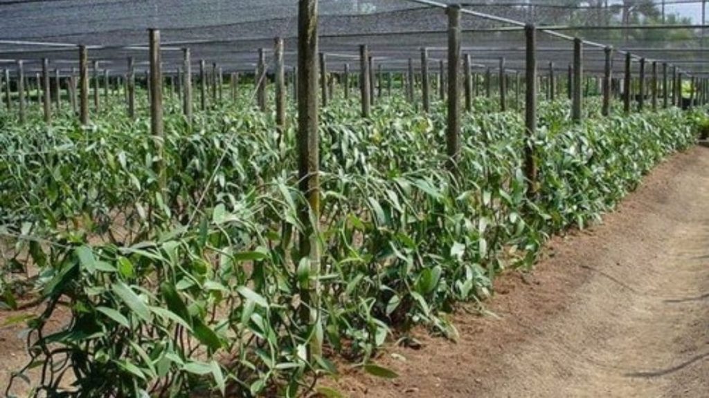Pastoral farming :- What is Pastoral farming?